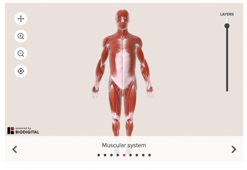 Body Maps with Healthline - A Helpful Resource - james